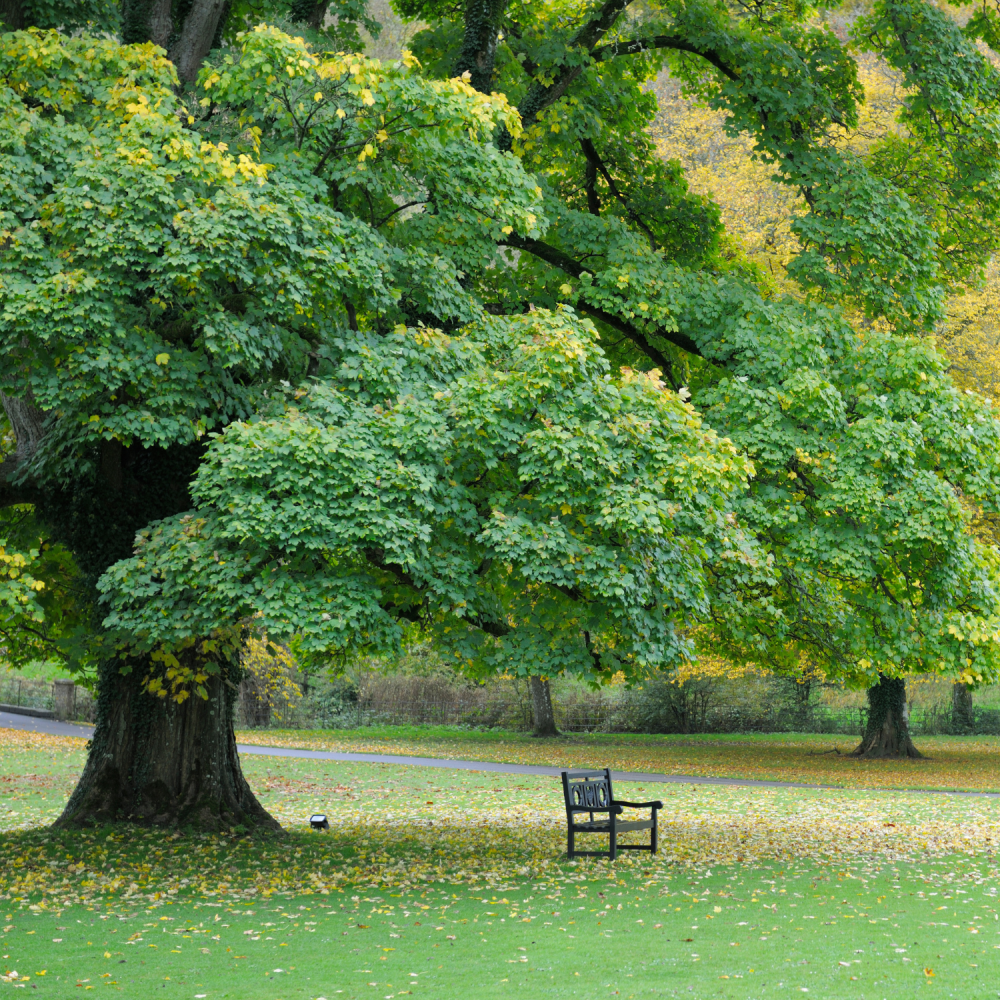 Memorial Tree and Bench Program | Canby OR
