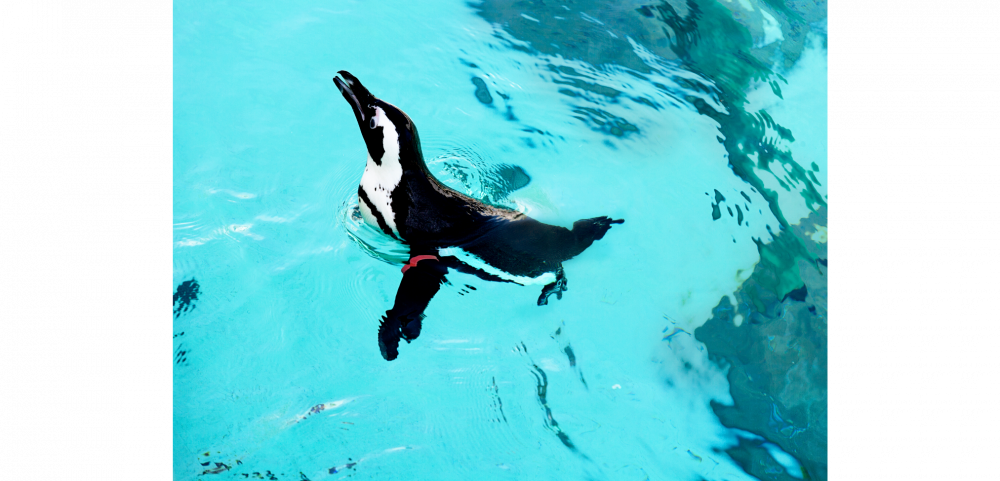 Spring Penguin Swim Club 2022 | Canby OR